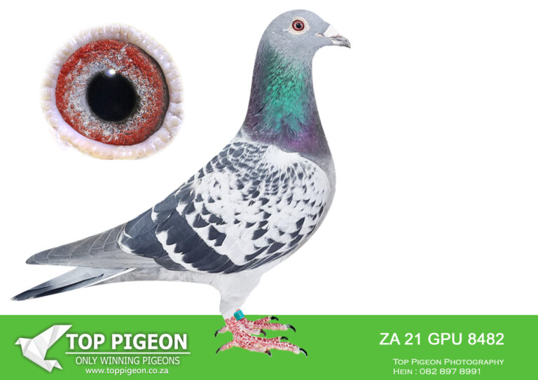 LOT 35 EARLY MAY ZA 21 GPU 8482 -SAME BRED WON A RACE AT HOOSIER——-SIRE:CZ 11 0166 982. LUBOMIR ...