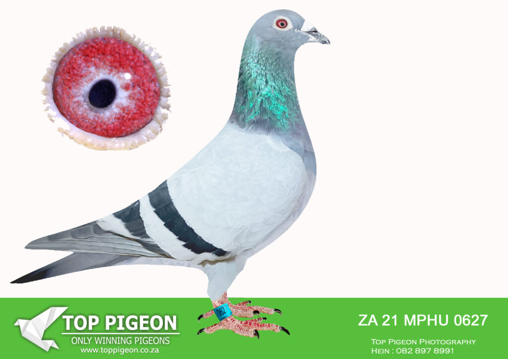 .LOT 4 WACKY WEDNESDAY – ZA 21 GPU 1319 -SIRE: 686 ZA 21 CYRIL . Alias ...