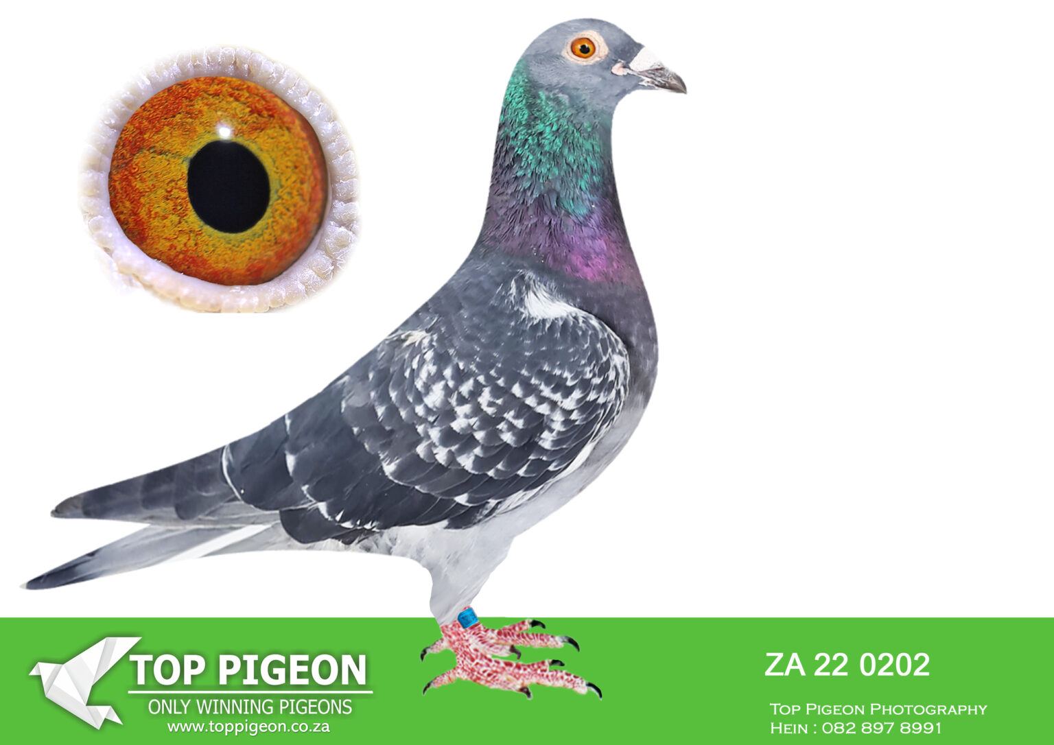 .LOT 7 EARLY MAY ZA 22 0202 -SIRE:6453 ZANKDPK 15 . GABY VANDENABEELE. HAND SELECTED FOR STOCK ...