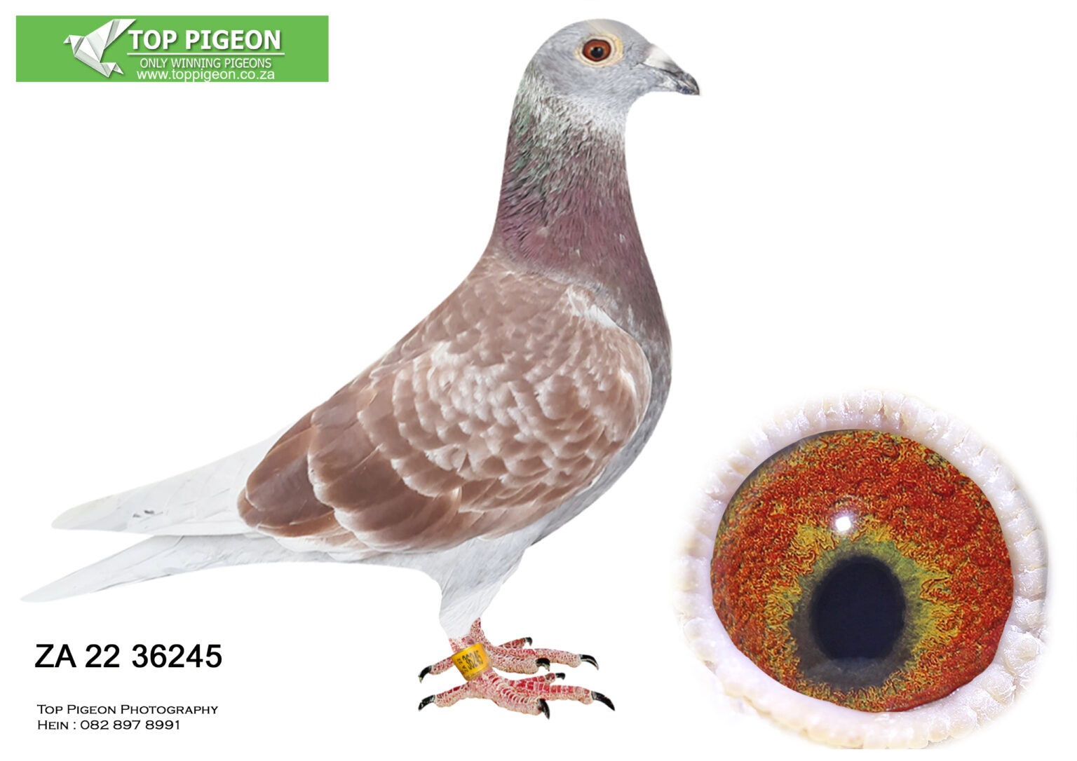 LOT 15 EARLY MAY ZA 22 36245 -SIRE:TRPF 20653 15. Strain: TOM LOCK KOOPMAN PRANGE Color: Red ...