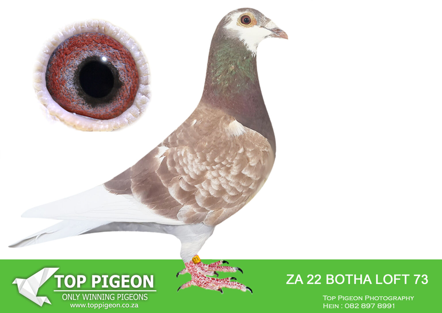 LOT 25 BOTHA LOFTS – ZA 22 BOTHA LOFT 73 -SIRE IS SAME BRED AS DYNASTY ...