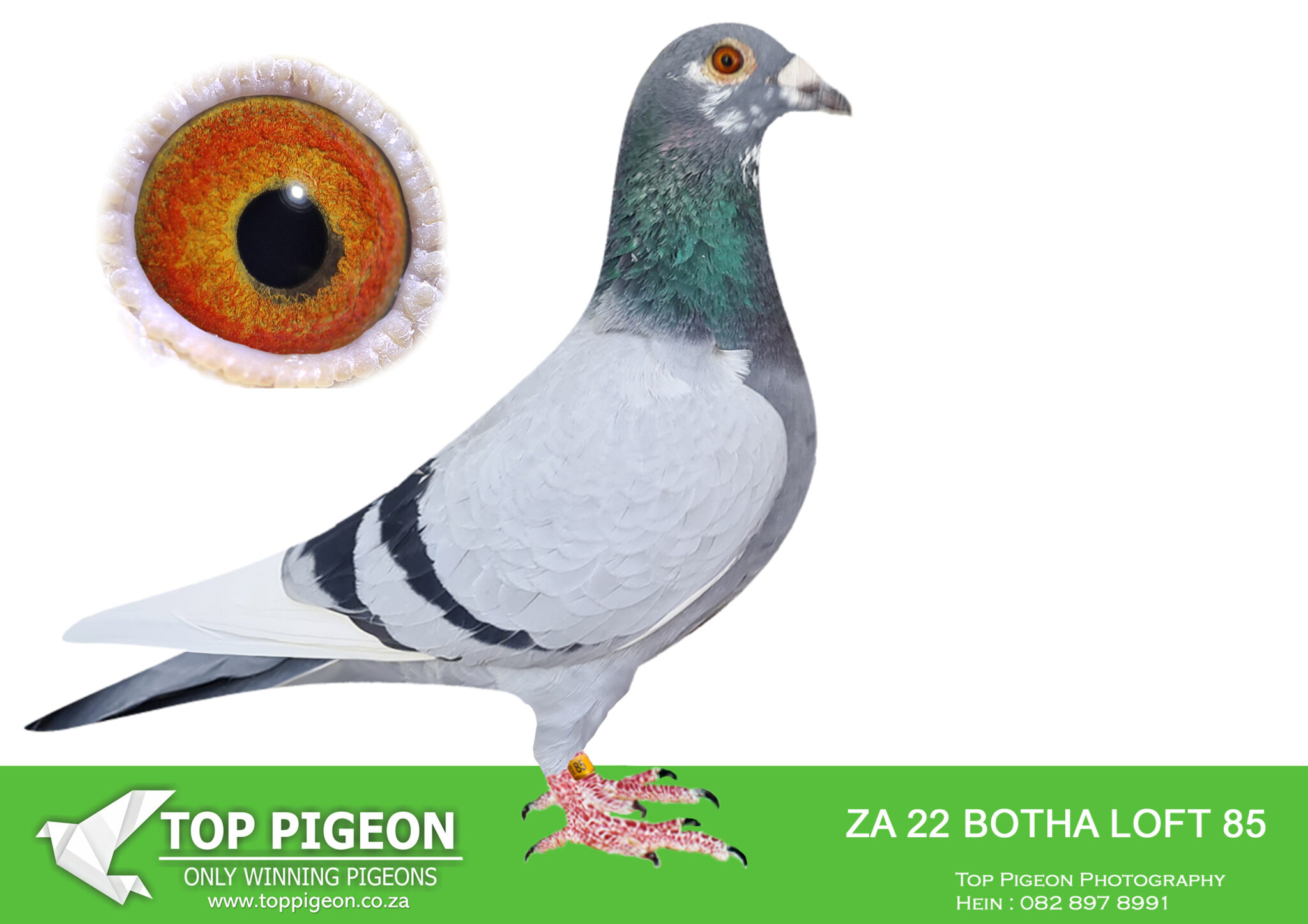 LOT 10 BOTHA LOFTS – ZA 22 BOTHA LOFT 85 -SIRE IS SAME BRED AS DYNASTY” (SOLD FOR R65 000.00 ON ...