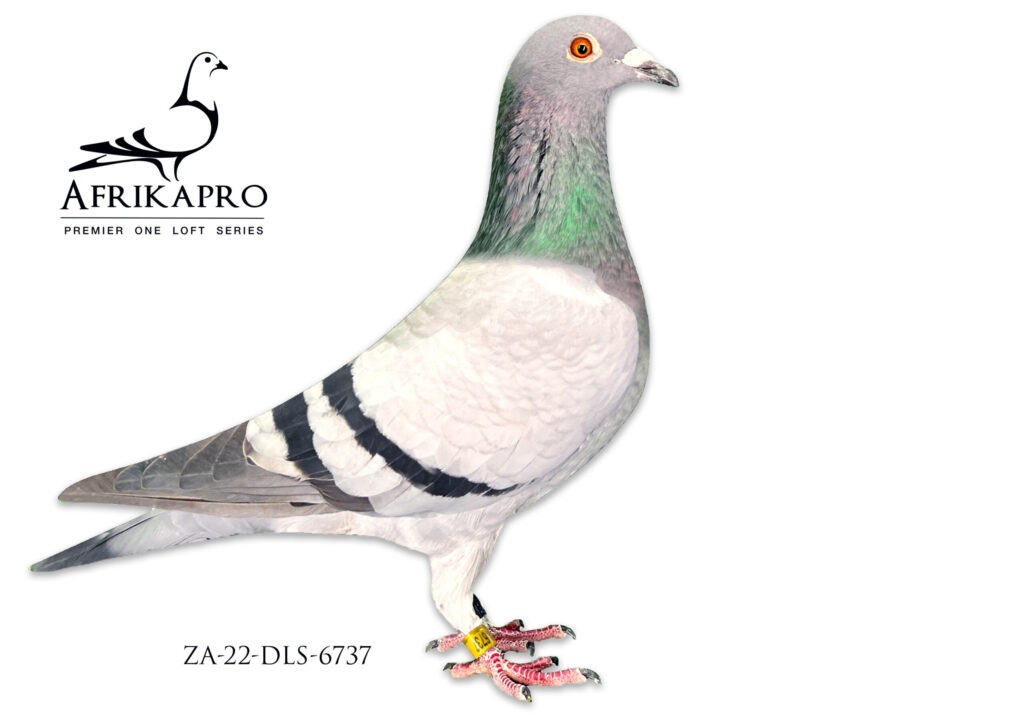 LOT 22 WINTER AUCTION -ZA 22 DLS 6737 -SIRE:NKDLS-21-5915.VAN ENGELA ...