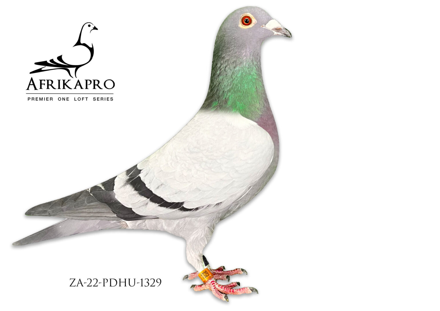 LOT 21 WINTER AUCTION -ZA 22 PDHU 1329 -SIRE:02694 DV 699 17. ALTIMKS ...