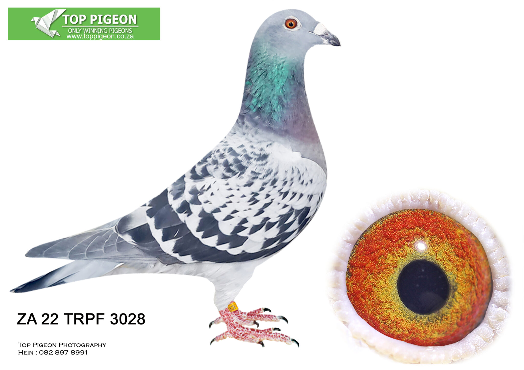 LOT 14 PIGEON PALACE ZA 22 TRPF 3028 -SIRE:ZA 13 TRPF 13354 “54”. HOOYMANS. FANTASTIC BREEDER ...