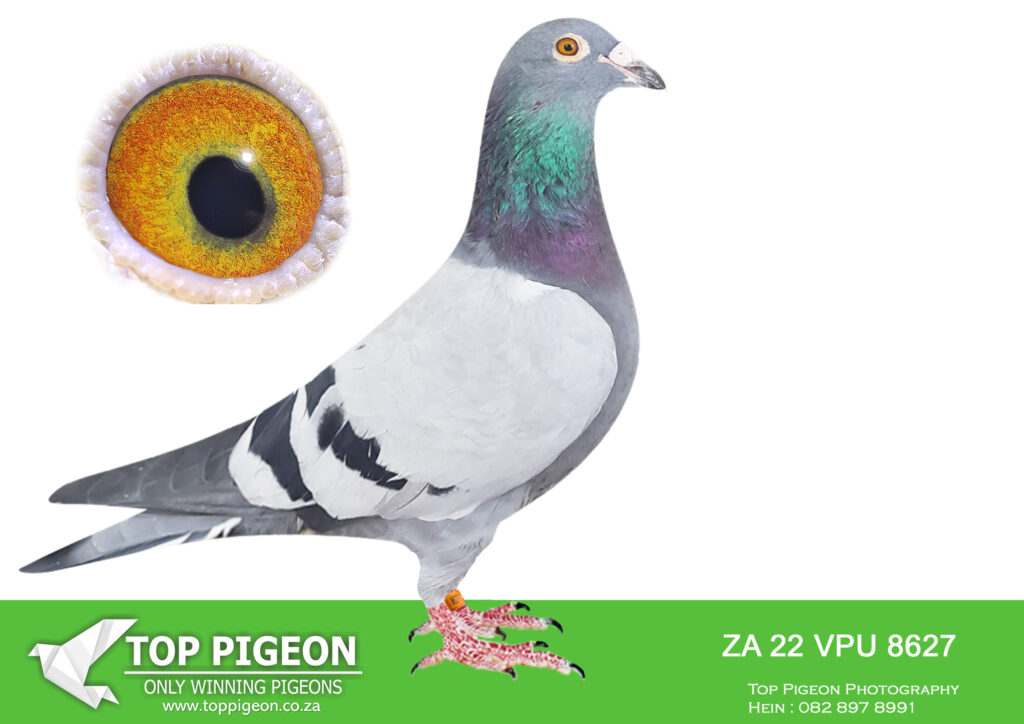 .LOT 6 GJT LOFTS – ZA 20 VPU 4605 -Direct child to one of our best racers. What a racing machine ...