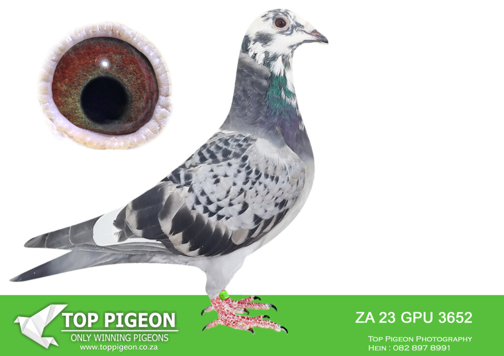 .LOT 2 FERDIE COETZER – ZA 23 GPU 3652 -The sire of ZA 23 GPU 3652 is 3 x linebred to ” Melts ...