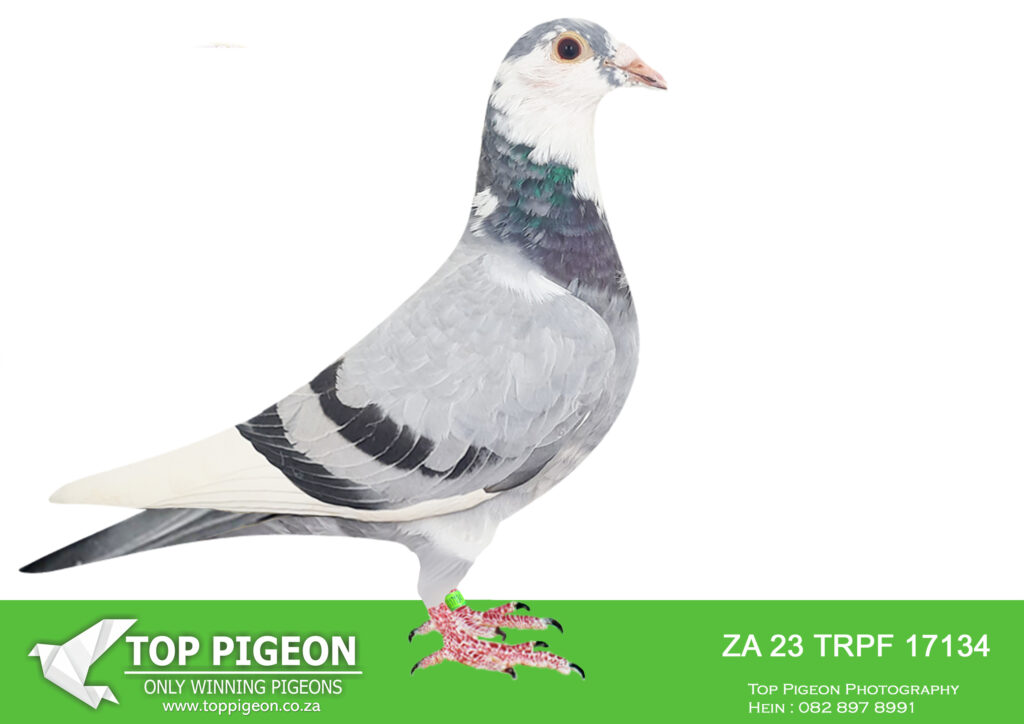 .LOT 4 FERDIE COETZER – ZA 23 TRPF 17134 -This young Kittel x Blou Bul cock outstanding ...