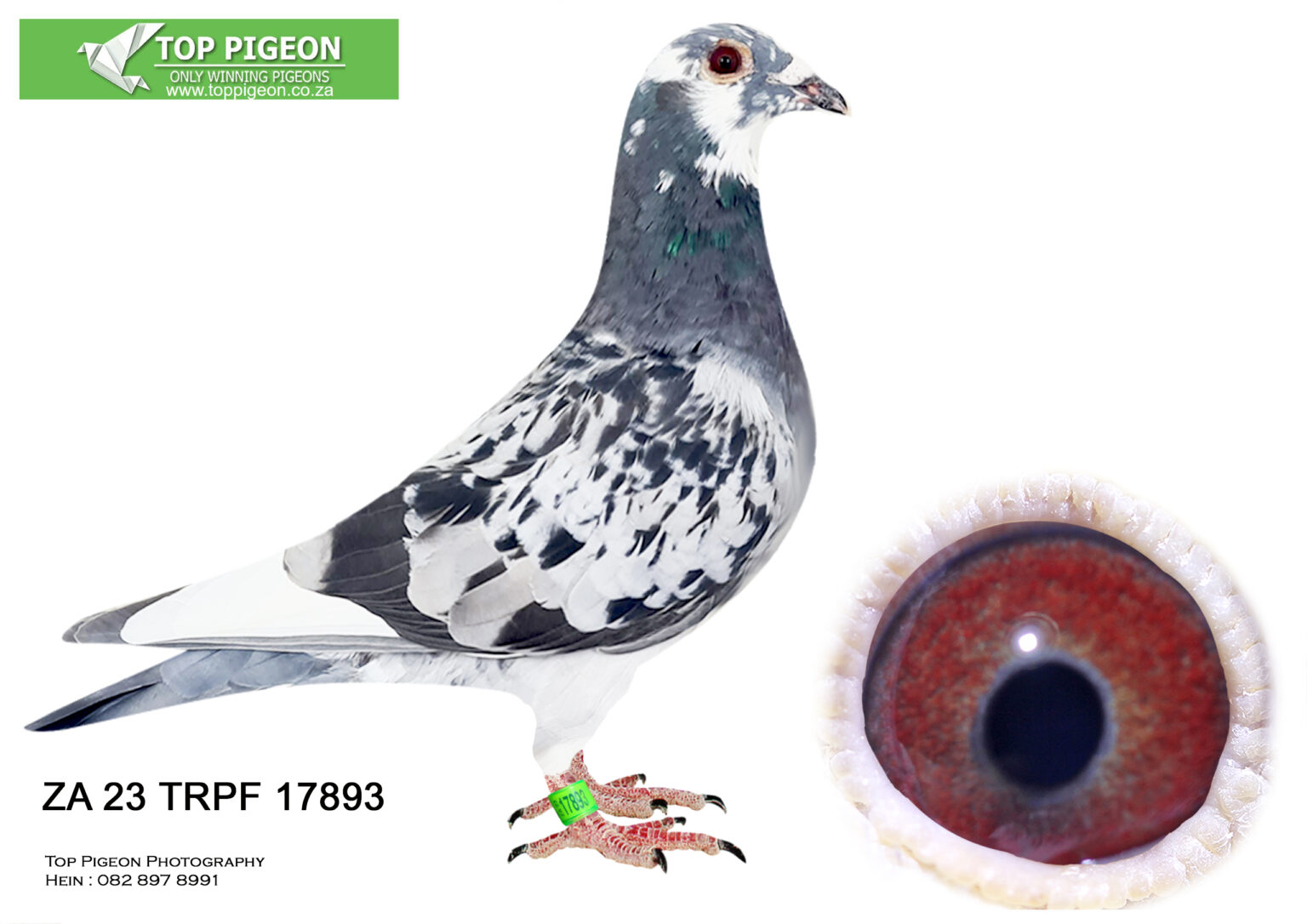 LOT 12 EARLY MAY ZA 23 TRPF 17893 -SIRE: GPU 12863 21 . KITTEL. BRED FROM ALWYN BESTERS KITTELS ...