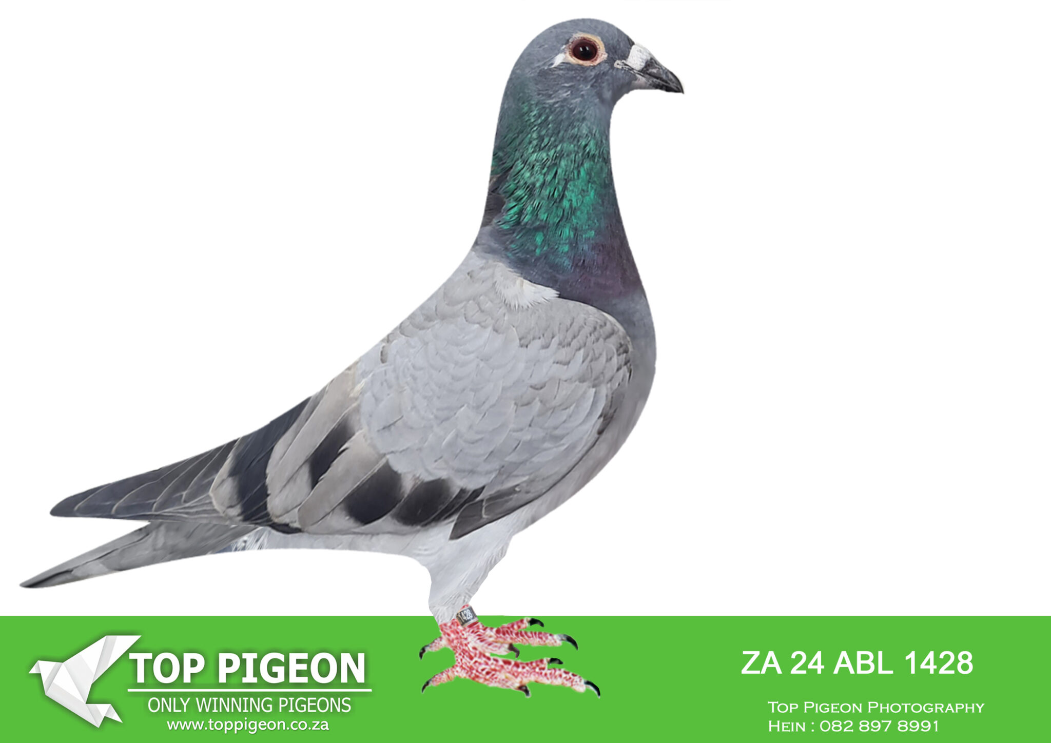 LOT 11 ALWYN BESTER – ZA 24 ABL 1428 -SIRE:36348 ZA 22.Alias “PORSCHE ...