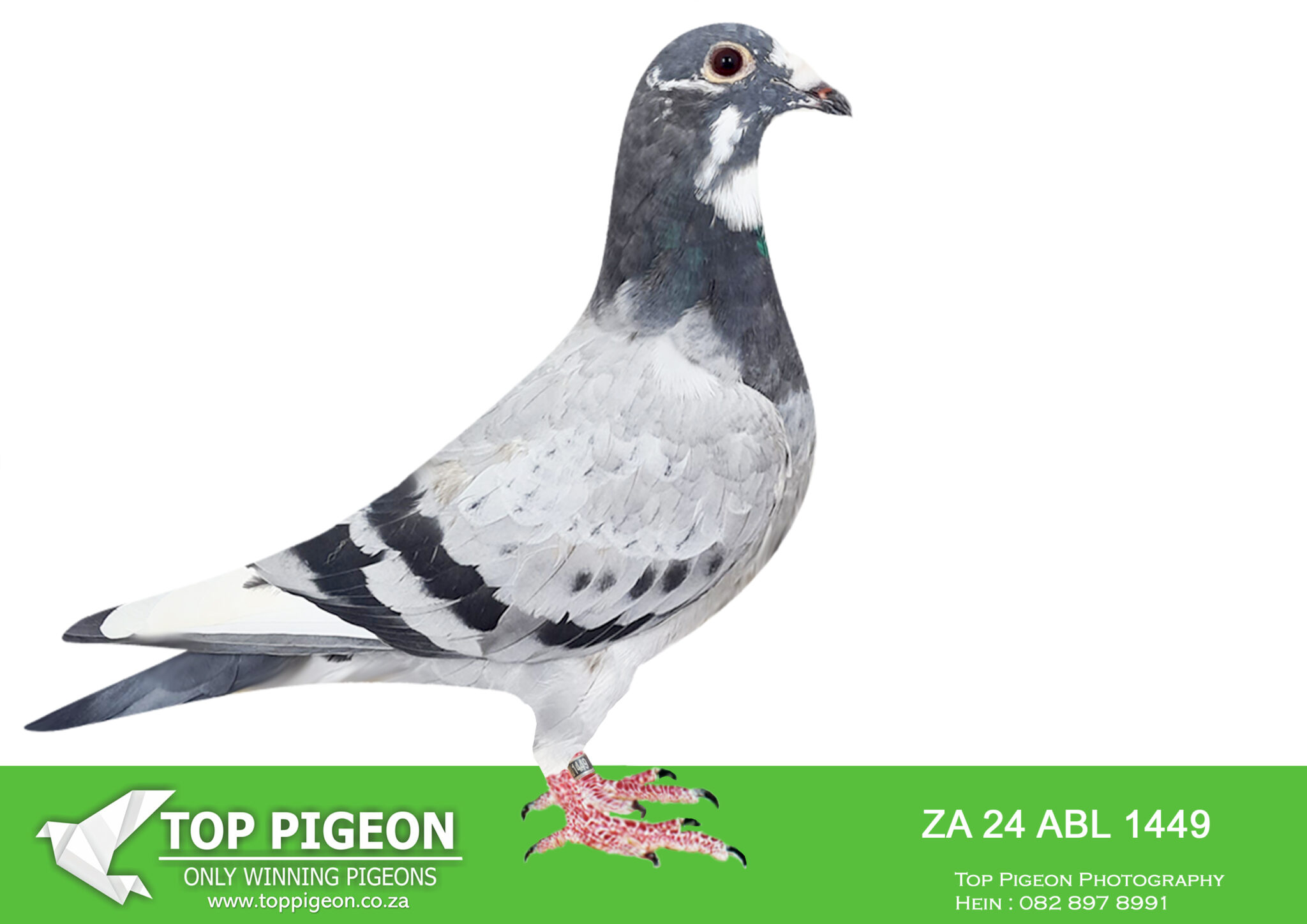 .LOT 7 ALWYN BESTER – ZA 24 ABL 1449 -SAME BRED SOLD FOR R19 000.00 ON TOPPIGEON ———SIRE ...