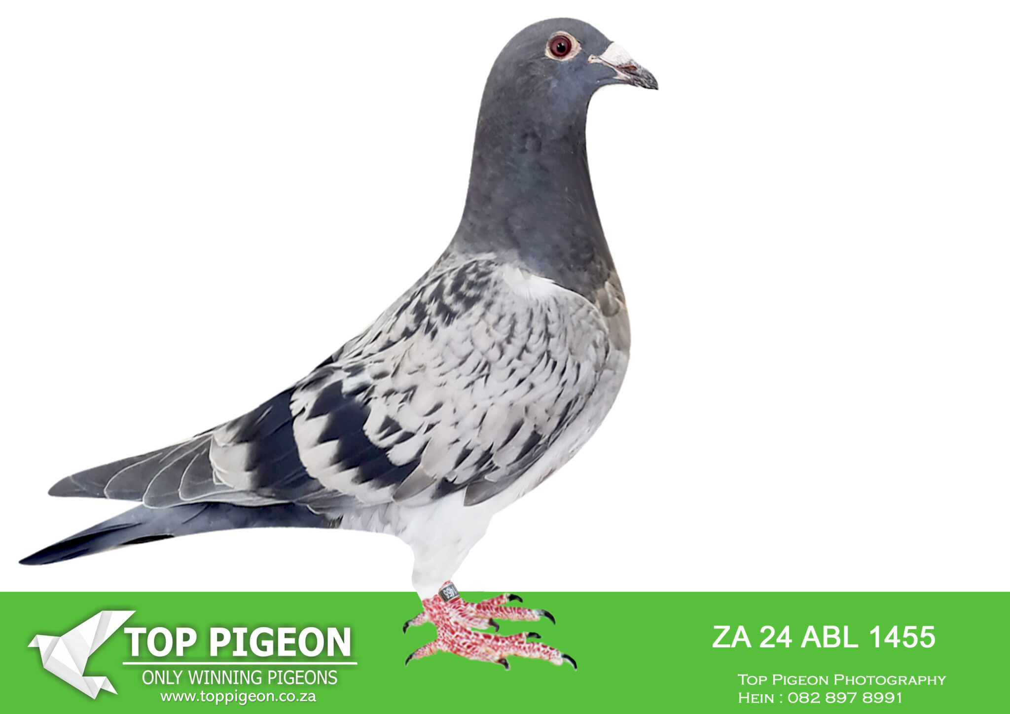 .LOT 8 ALWYN BESTER – ZA 24 ABL 1455 —–This is very special bred. The sires of these birds are ...