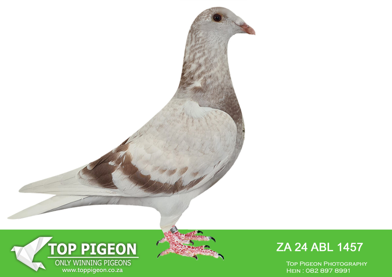 .LOT 7 ALWYN BESTER – ZA 24 ABL 1457 ————-This little gem is bred from the sire of “FIVE STAR ...