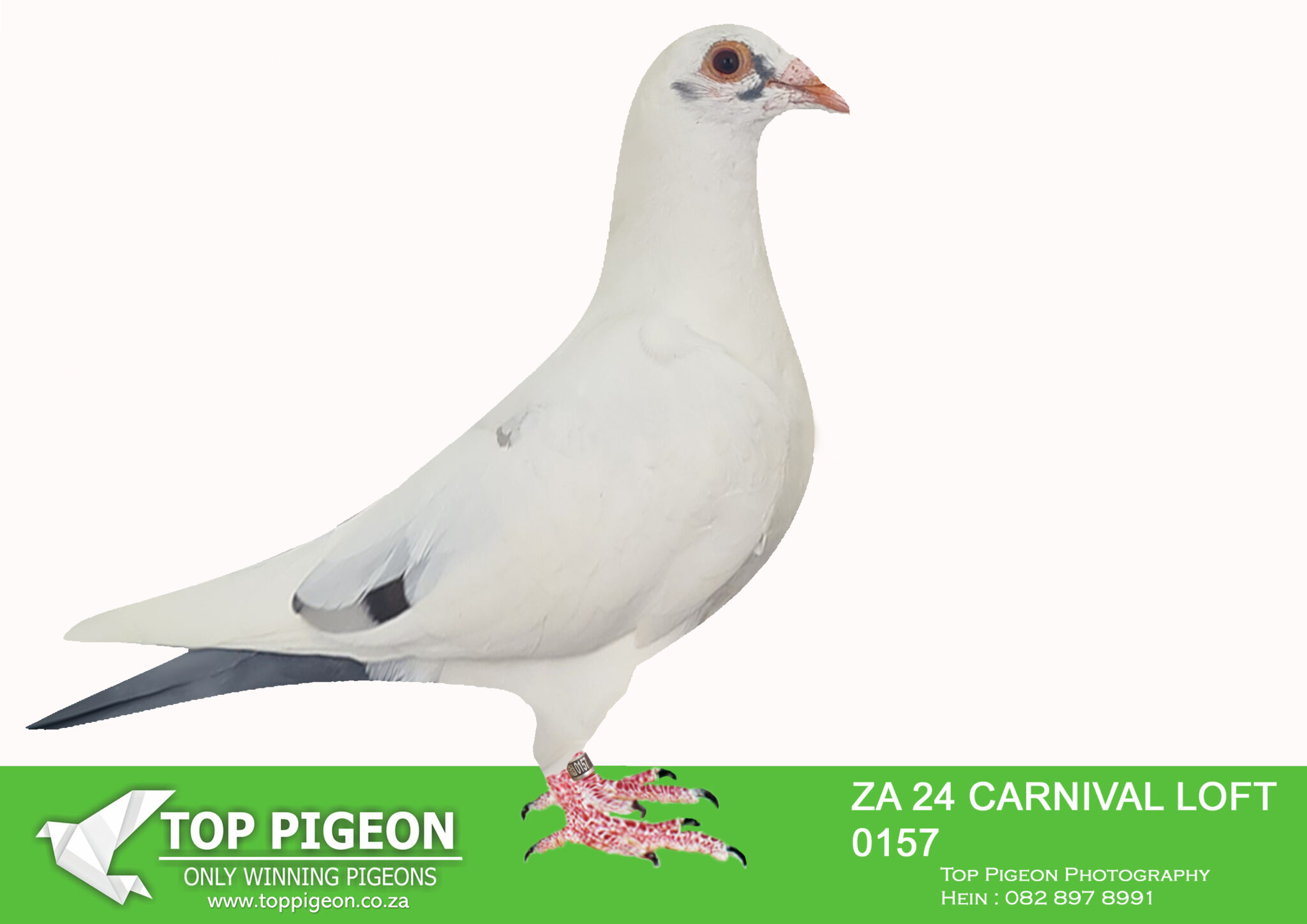 LOT 10 FERDIE COETZER – ZA 24 CARNIVAL LOFT 0157 -Spritzy was the sister to Blou Bul , Rocky ...