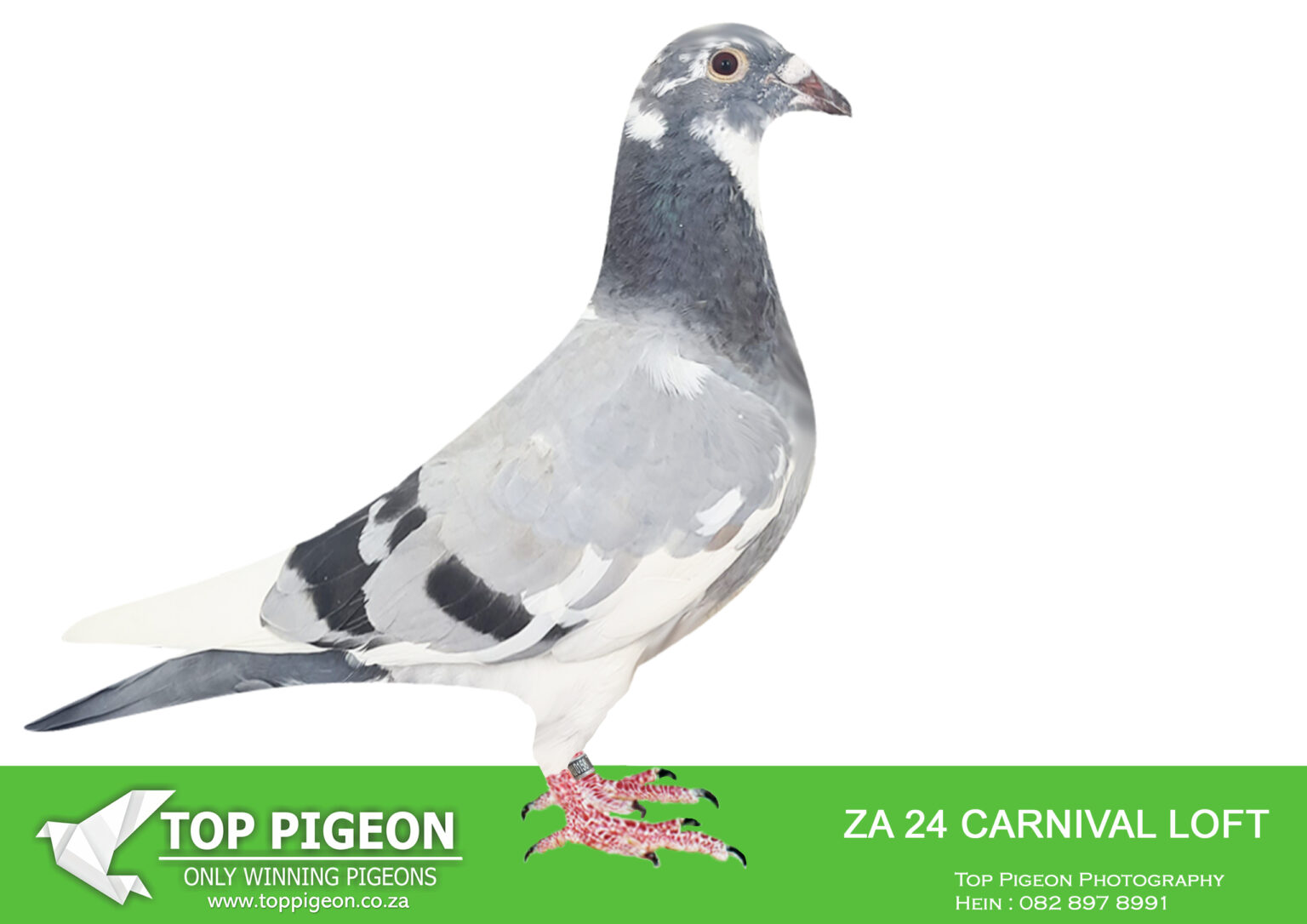 .LOT 4 FERDIE COETZER – ZA 24 CARNIVAL LOFT 0158 -Spritzy was the sister to Blou Bul , Rocky ...