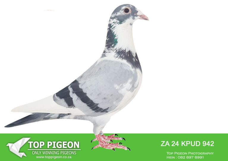 LOT 12 FERDIE COETZER – ZA 24 KPUD 942 -Spritzy was the sister to Blou Bul , Rocky , Golden Eggs ...