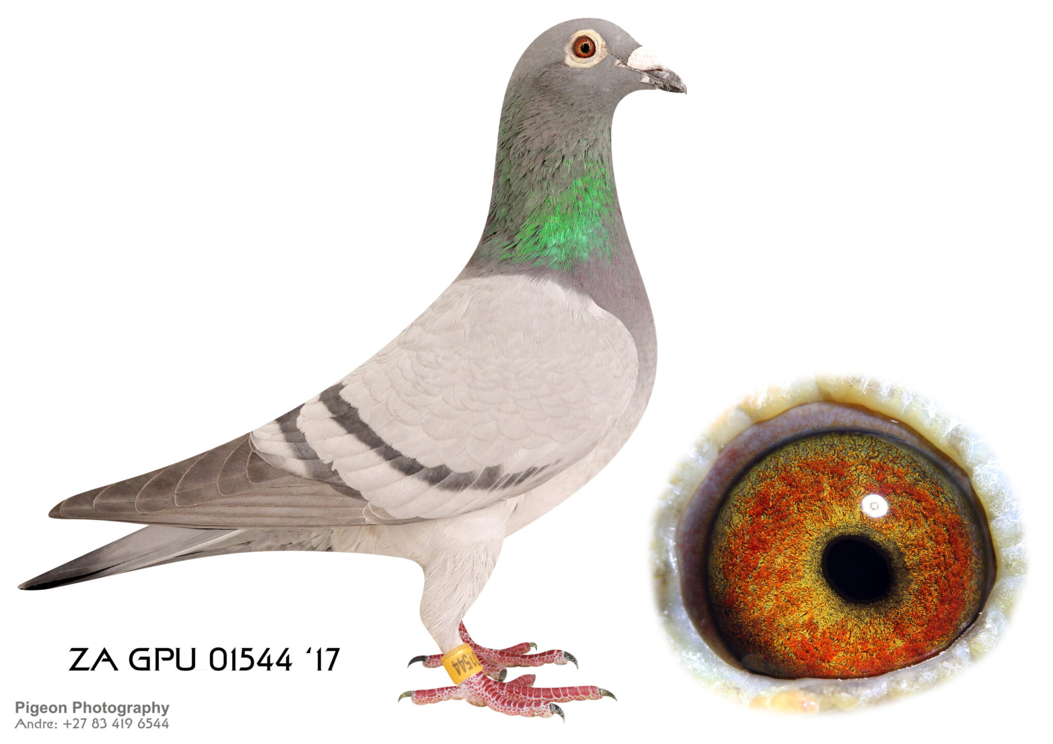 .LOT 8 WINTER AUCTION – ZA 17 GPU 1544 -SIRE:23556 GPU 13 KANNIBAAL Colour: CH Kannibaal This ...