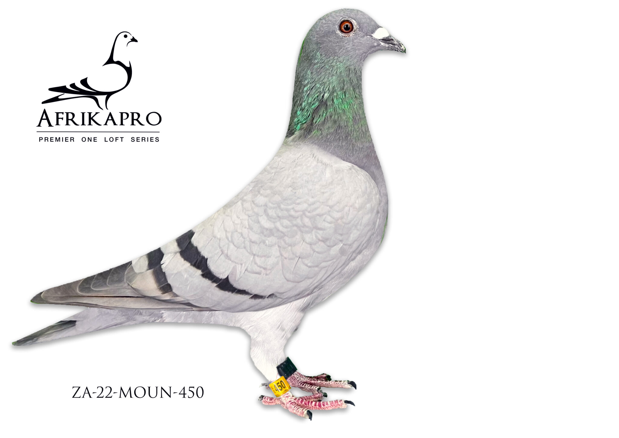 LOT 16 WINTER AUCTION -ZA 22 MOUN 450 -SIRE: LUCKY 91 NL15 1711491 ...