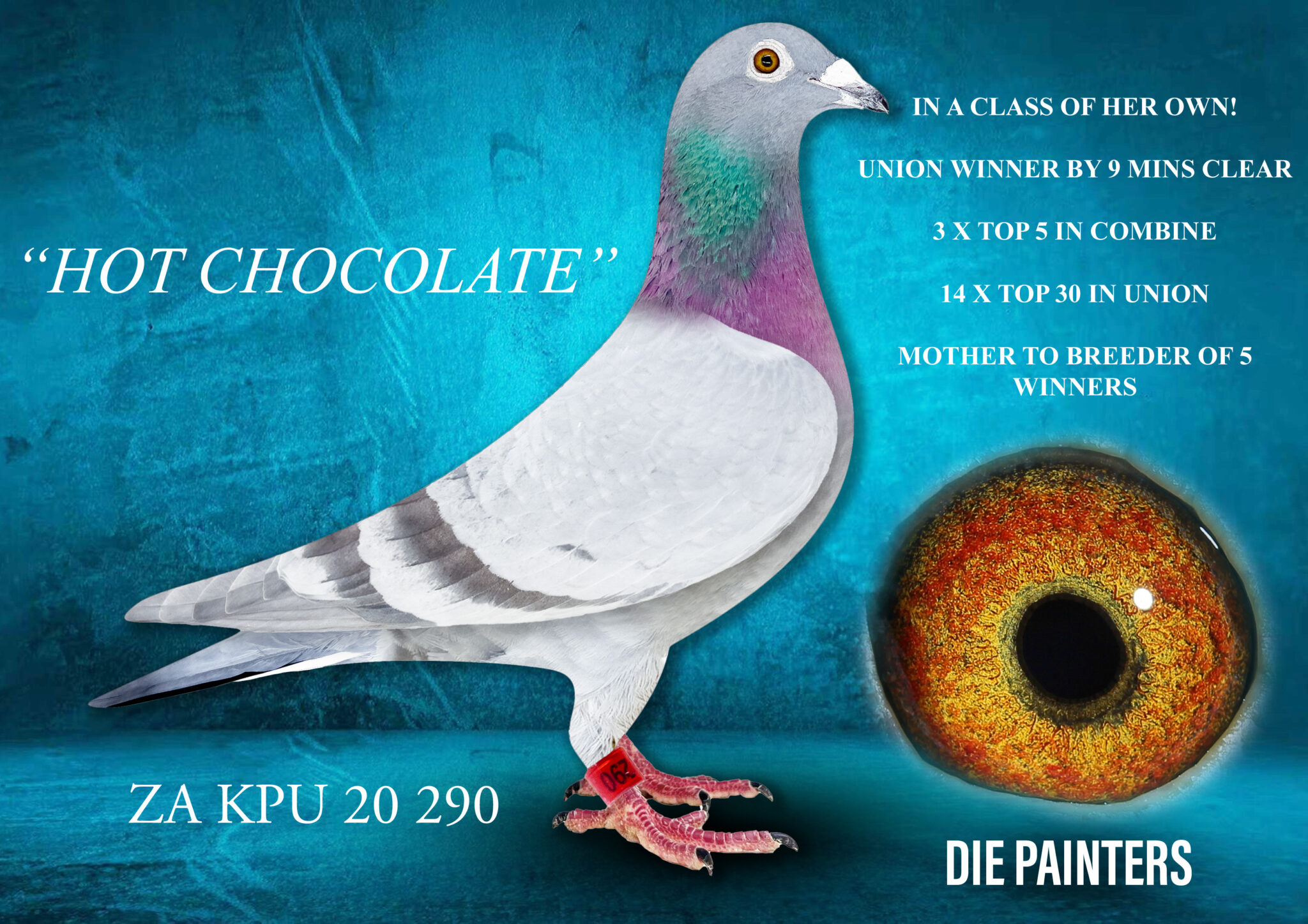 .LOT 1 DIE PAINTERS INCREDIBLE INDIGOS AUCTION – ZA 20 KPU 290 “HOT CHOCOLATE” -THIS HEN IS IN A ...