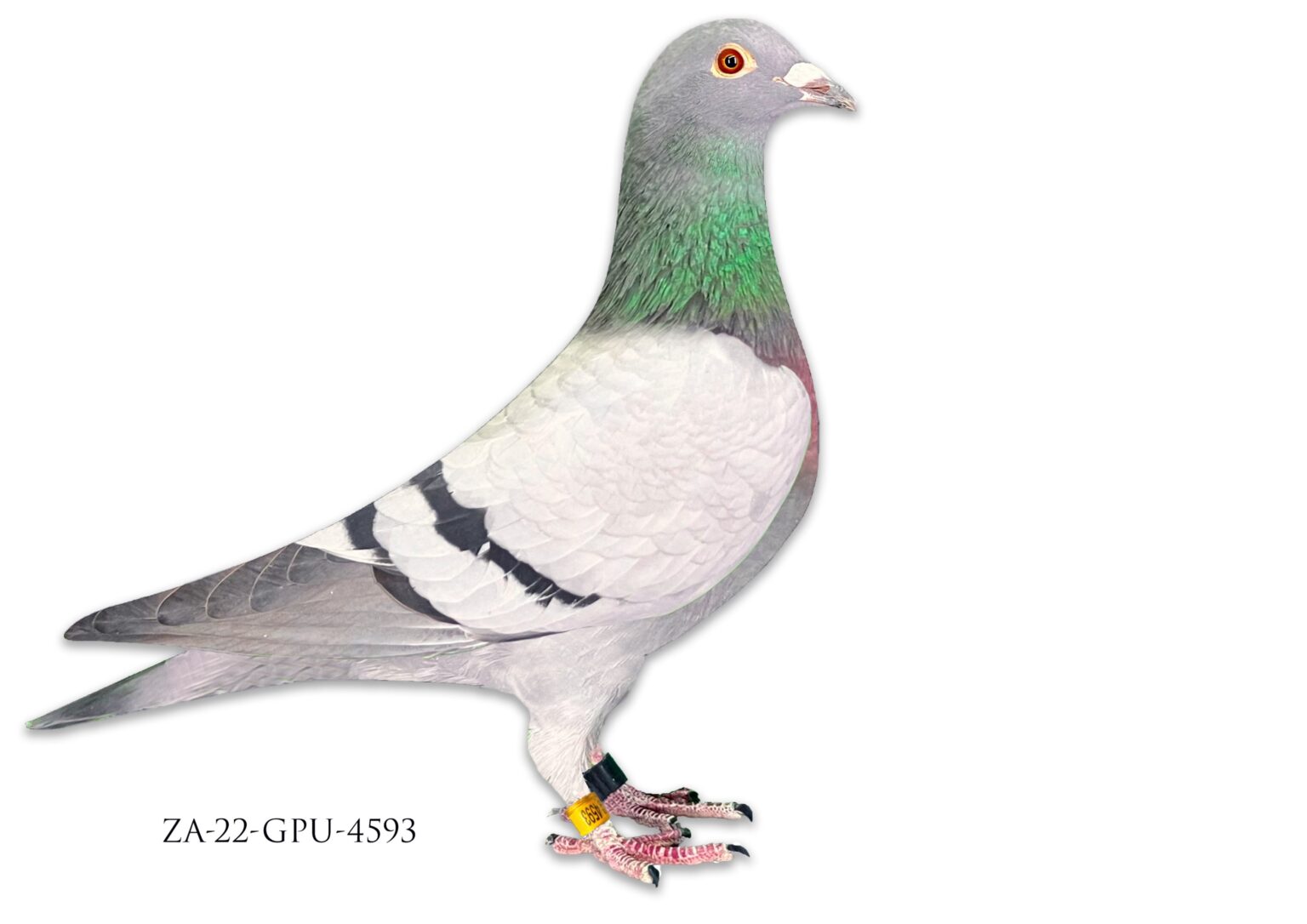 .LOT 7 PIGEON PALACE – ZA 22 GPU 4593 —SAME BRED SOLD FOR R48 000.00 ...