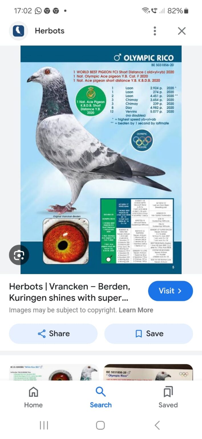 .LOT 3 PIGEON PALACE – ZA 23 GPU 3459 —White man is father to Olimpic ...