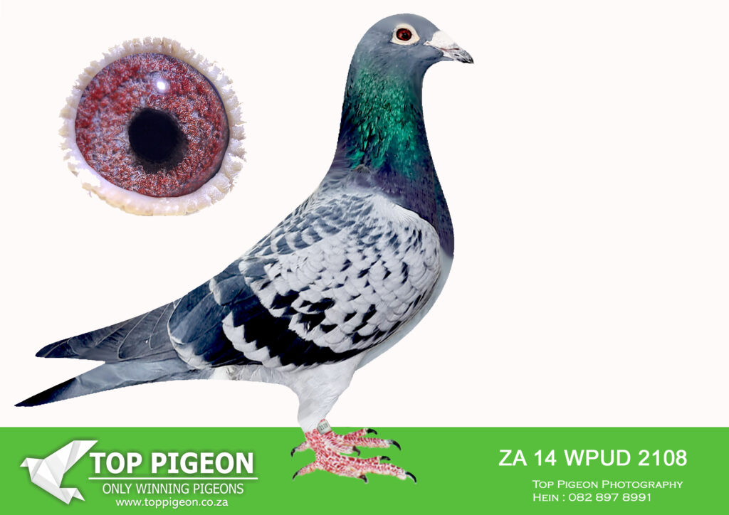 .LOT 8 BARGAIN BOX – ZA 14 WPUD 2108 -“GRIEKWASTAD HEN”. Bred by Kiewiet Marais. This hen was a ...