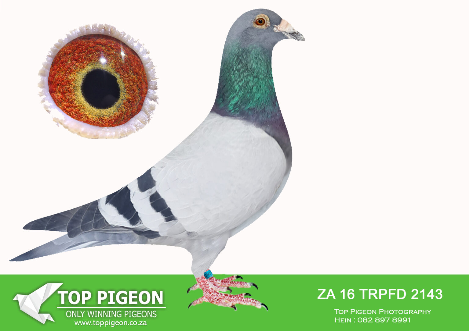 LOT 15 MID YEAR – ZA 16 TRPFD 2143 – Special Birdy’ only 4 Bred this way in SA. Sire is 22333 ...