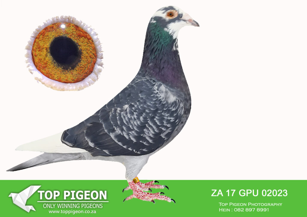 .LOT 8 MID YEAR – ZA 17 GPU 02023 -SIRE : ZA 16 TRPFD 0454 BBP. 1ST CLUB 14TH UNION ...