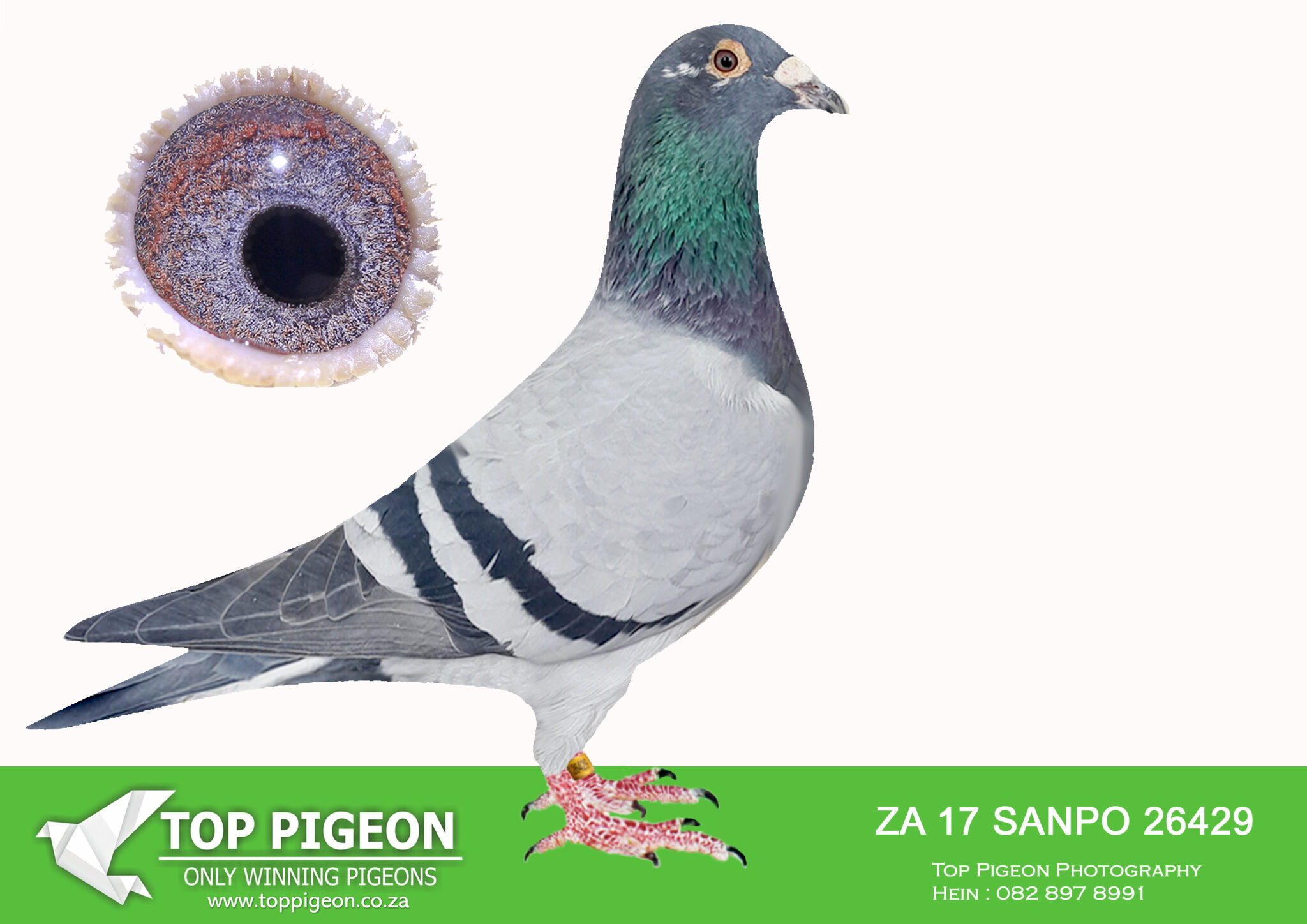 .LOT 5 MID YEAR – ZA 17 SANPO 26429 -SIRE:1499 16 ZA TRPF . SCHMIDT / BOUWER. IN HIS FIRST YEAR ...