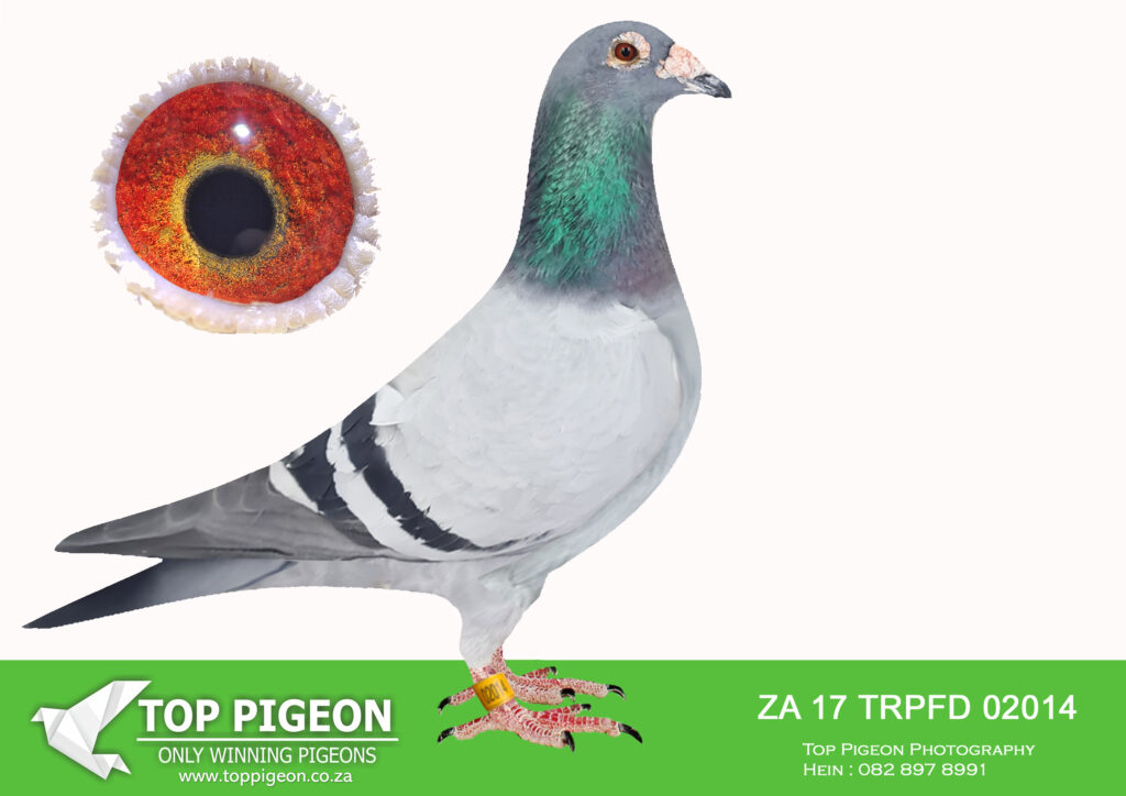 LOT 10 MID YEAR – ZA 17 GPU 02014 —–1e Federation 600Km 1168 Mpm———SIRE:07367 ZA TRPF 14 Colour ...