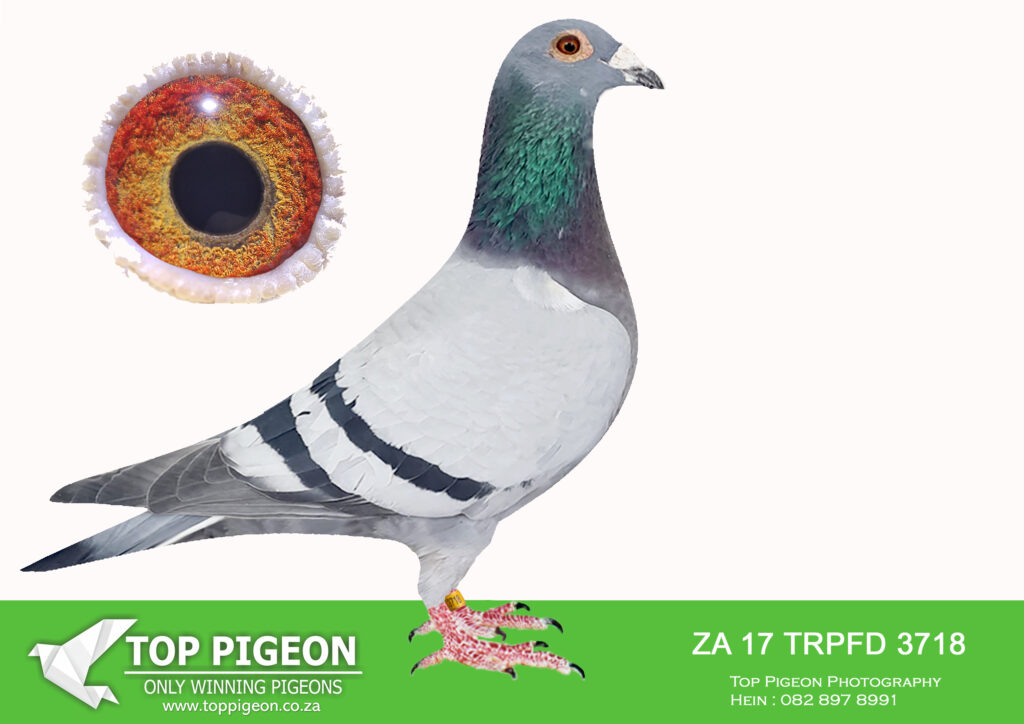 .LOT 6 MID YEAR – ZA 17 TRPFD 3718 -*810 Chipo Kaasboer Cheese’. Extra-ordinary offer from Johan ...