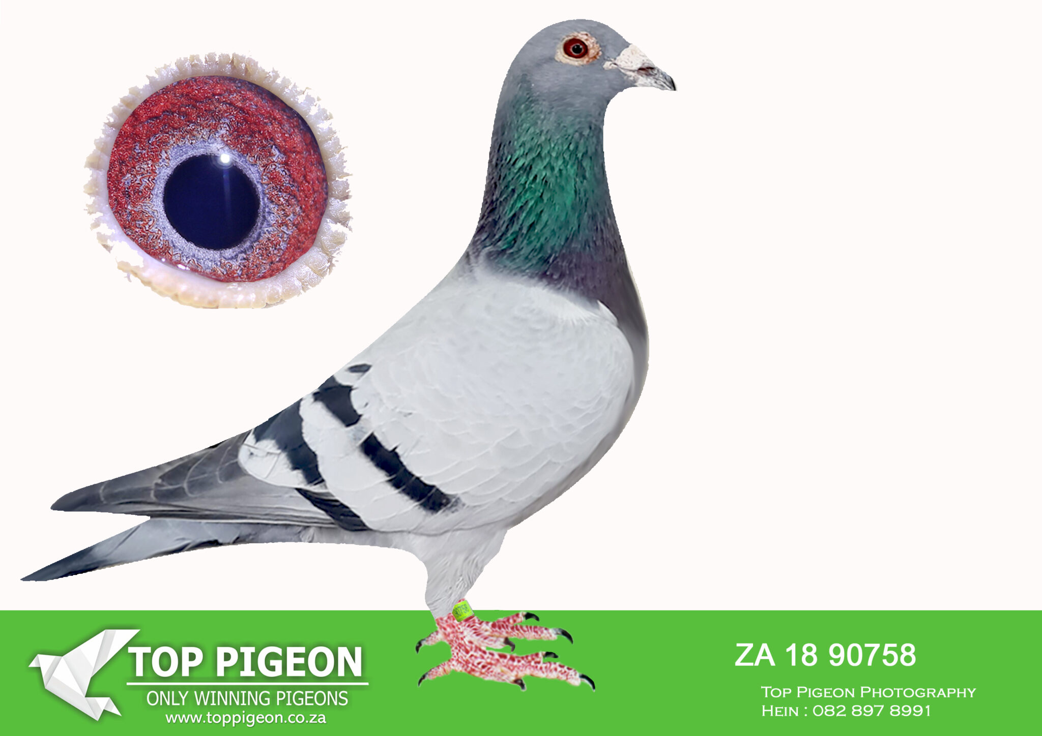 .LOT 1 MID JUNE – ZA 18 90758 ———SIRE: 46064 12 ZA Alias “‘Mirage’” St ...