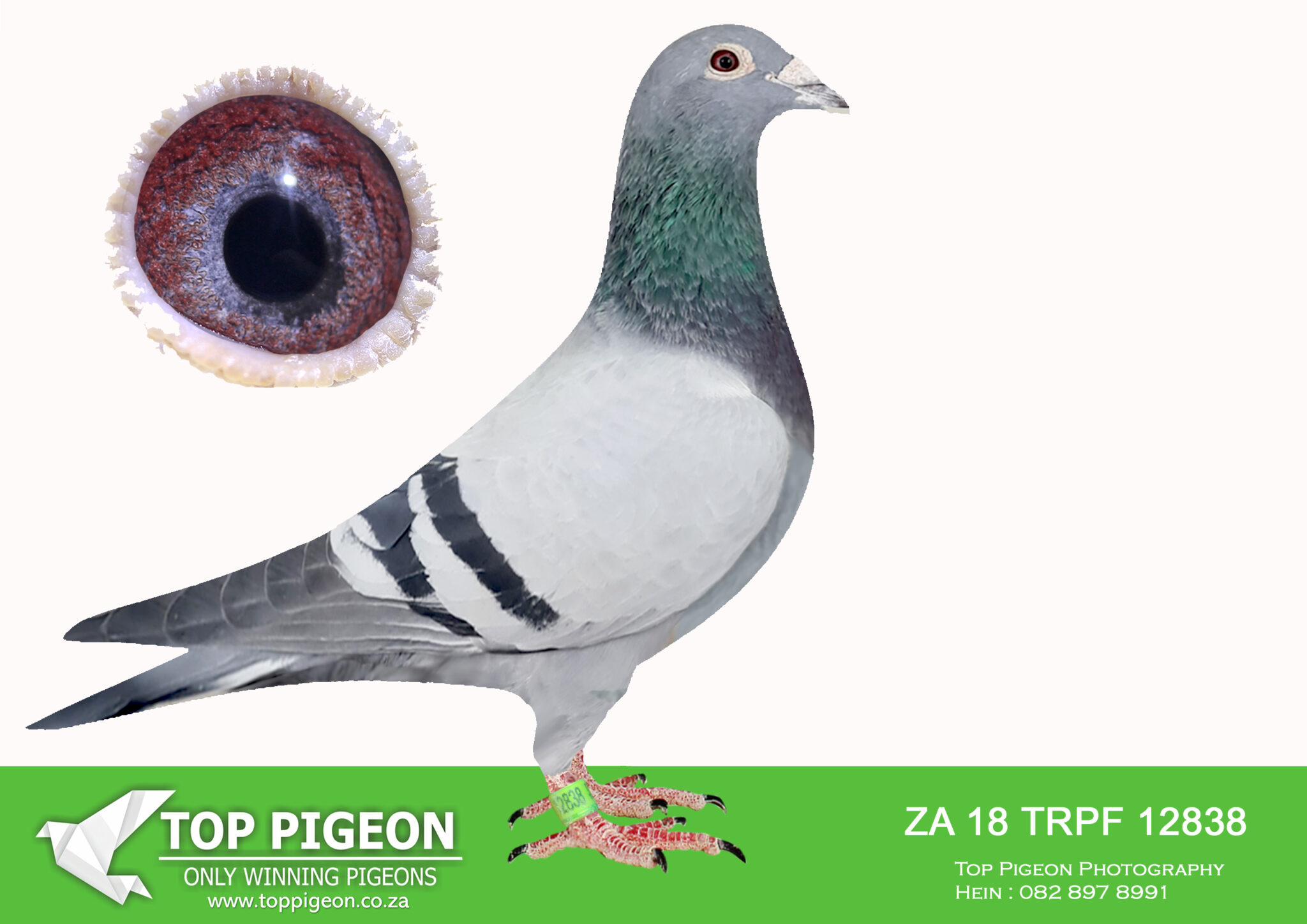 LOT 11 MID JUNE – ZA 18 TRPF 12838 -Bred by Corrie Naude. This cock was ...