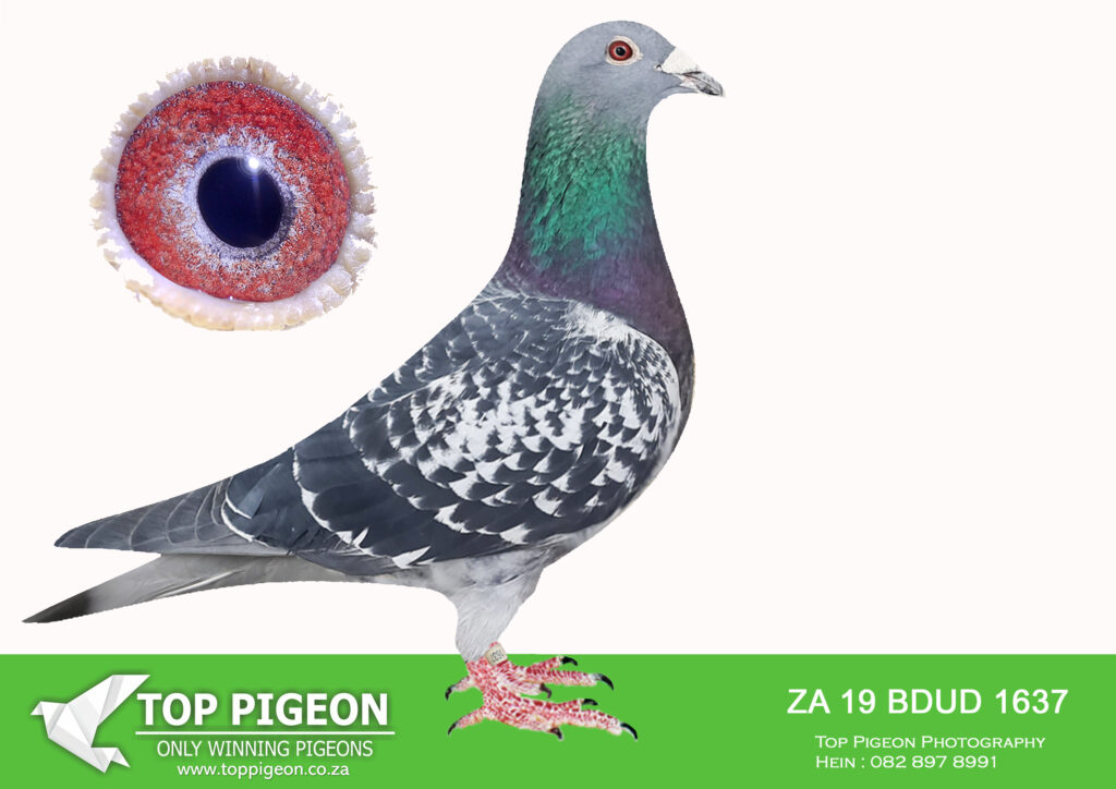 LOT 19 MID JUNE – ZA 19 BDUD 1637 -LINEBRED GRANDSON OF THE FAMOUS ...