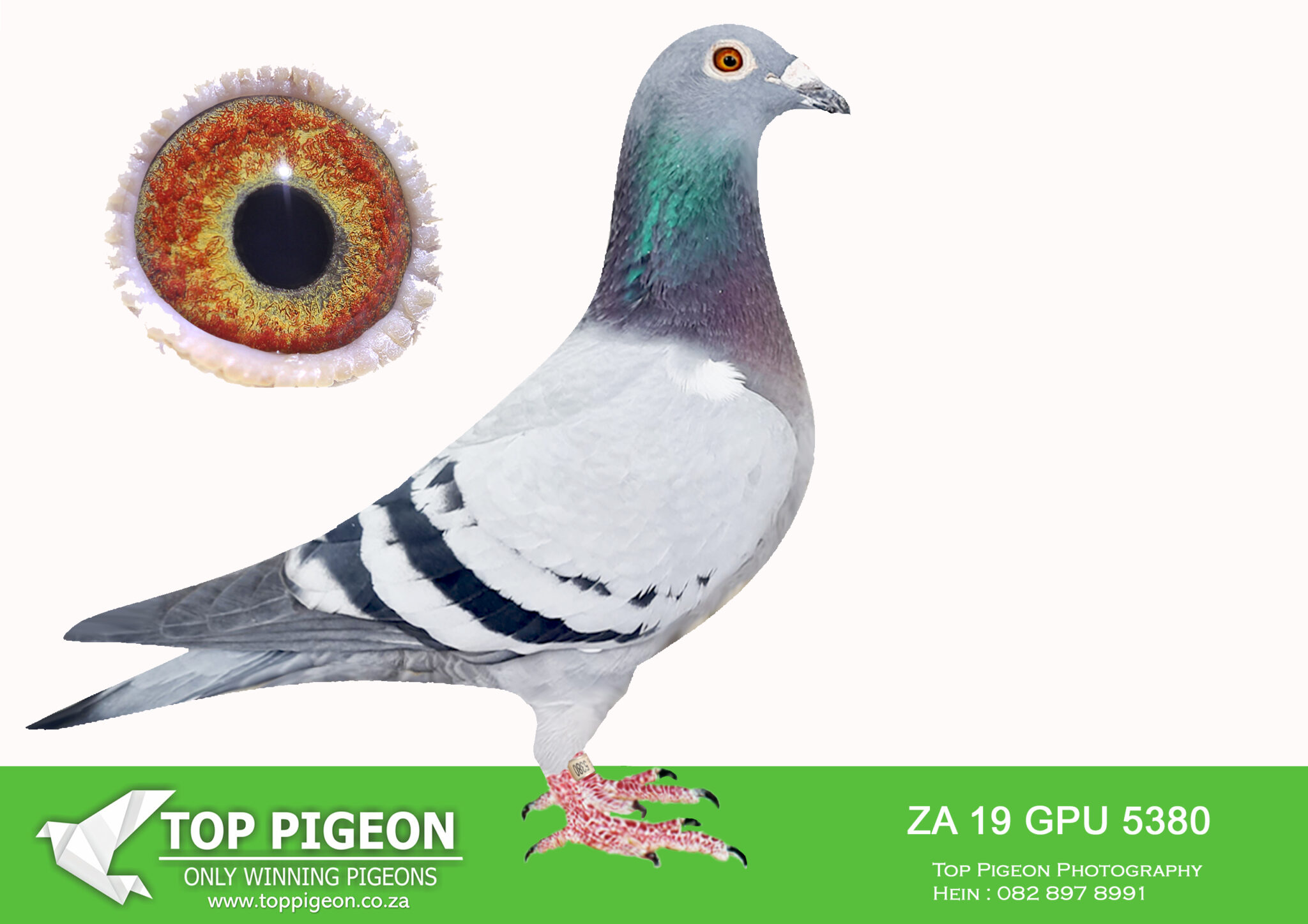 .LOT 5 PIGEON PALACE – ZA 19 GPU 5380 -GAUTENG COMBINE WINNER—–HALF ...