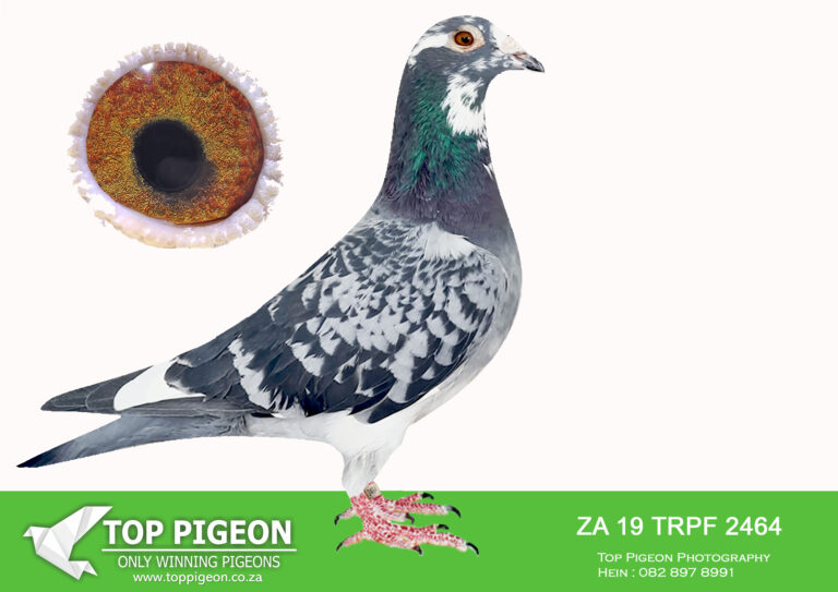 LOT 11 MID YEAR – ZA 19 TRPF 2464 -SIRE:82668 ZA 18 4x Bred to ‘Bont Cock’ Colour: BBWF Top ...