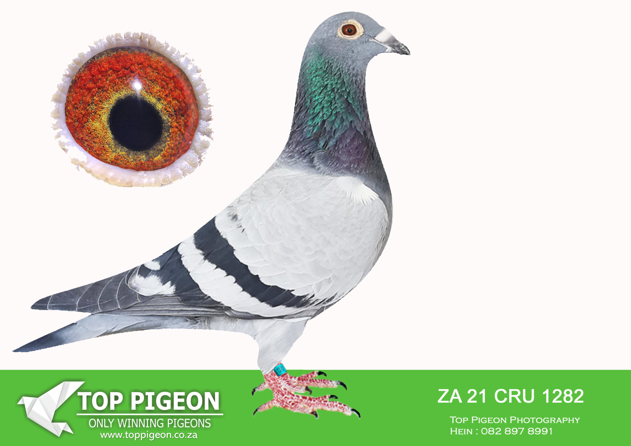 LOT 13 PIGEON PALACE – ZA 21 CRU 1282 ——THIS HEN BROKE HER WING AND WERE PUT TO STOCK.——SIRE: ZA ...