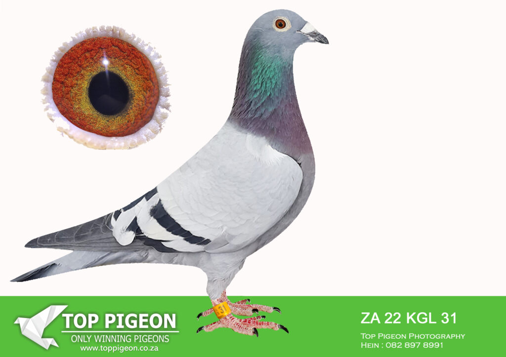 .LOT 6 PIGEON PALACE – ZA 22 KGL 31 -BRED FROM SUPER WILLEM DE BRUIJN ...