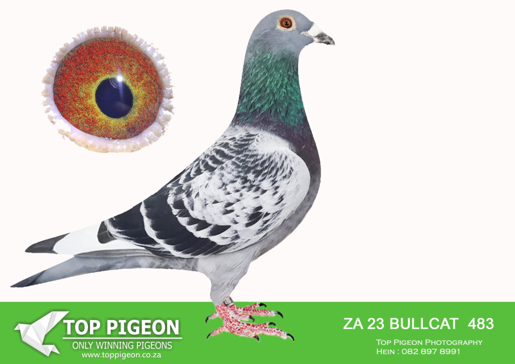 .LOT 1 MIKE ENGELBRECHT – ZA 23 BULLCAT 483 CHECK WF -SIRE : NL 21 ...