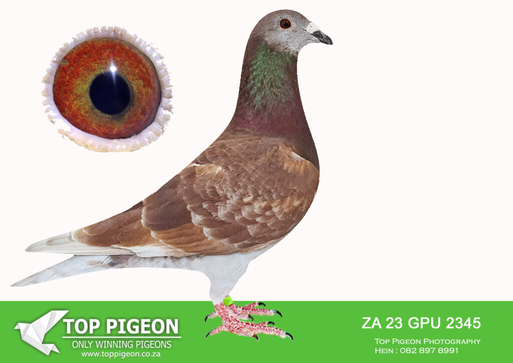 .LOT 5 DANIE SCHOLTZ / JACO FAUL -ZA 23 GPU 2345 -Bred from the best KITTEL’s from Alwyn Bester ...