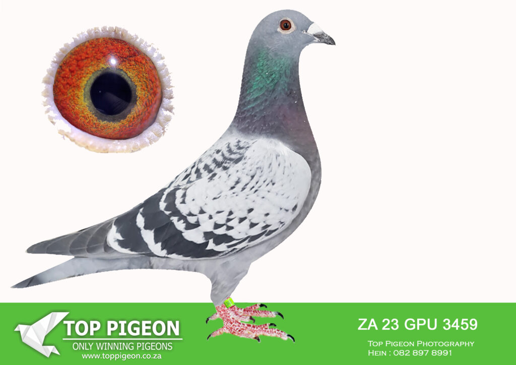 .LOT 3 PIGEON PALACE – ZA 23 GPU 3459 —White man is father to Olimpic ...