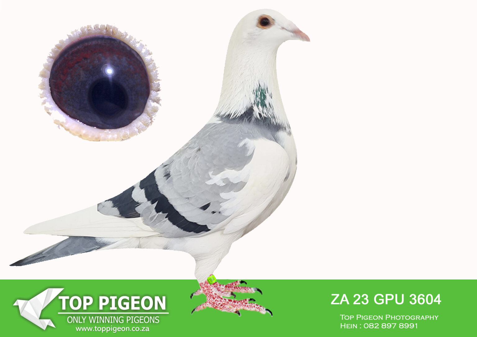 LOT 11 PIGEON PALACE – ZA 23 GPU 3604 ——-SUPER SPRITZY BRED FROM ONE OF ...