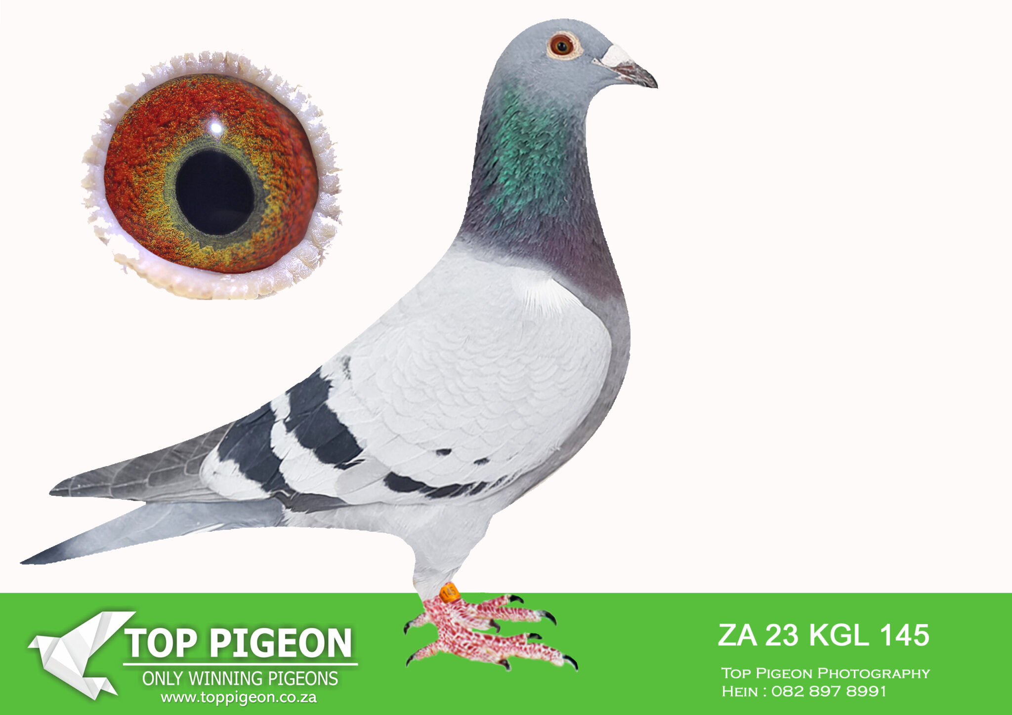 .LOT 1 PIGEON PALACE – ZA 23 KGL 145 —White man is father to Olimpic ...