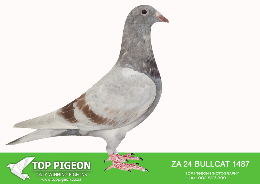 .LOT 2 JULY EXTRAVAGANZA AUCTION – ZA 24 BULLCAT 1487 ——SAMEBRED SOLD PREVIOUSLY ON TOPPIGEON ...