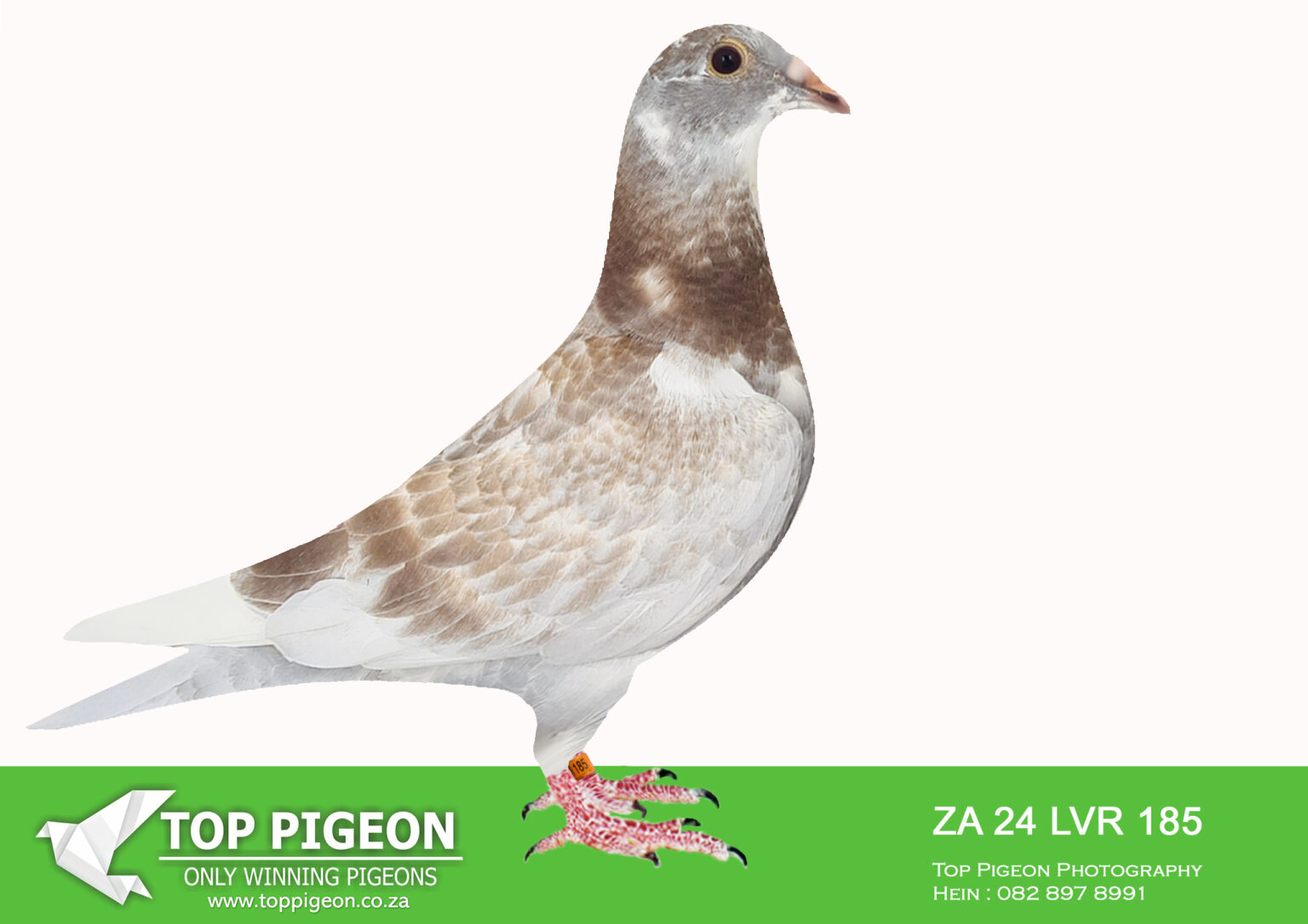 .LOT 5 JULY EXTRAVAGANZA AUCTION – ZA 24 LVR 185 – SIRE:196 ZA 20 ABL. a full brother to the dam ...