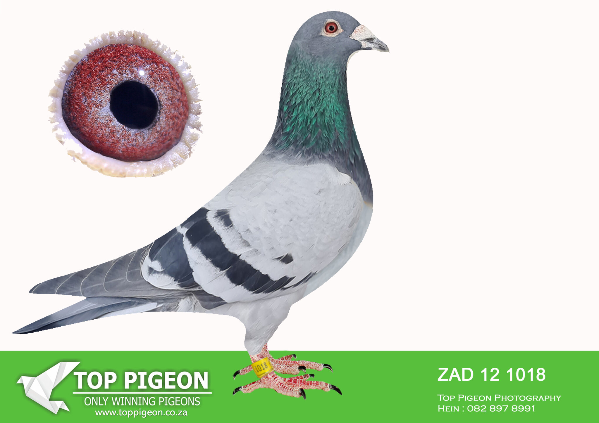 LOT 16 MID JUNE – ZAD 12 1018 -“SON HEIDI” . Bred by GJT Lofts. Direct son of the famous “HEIDI ...