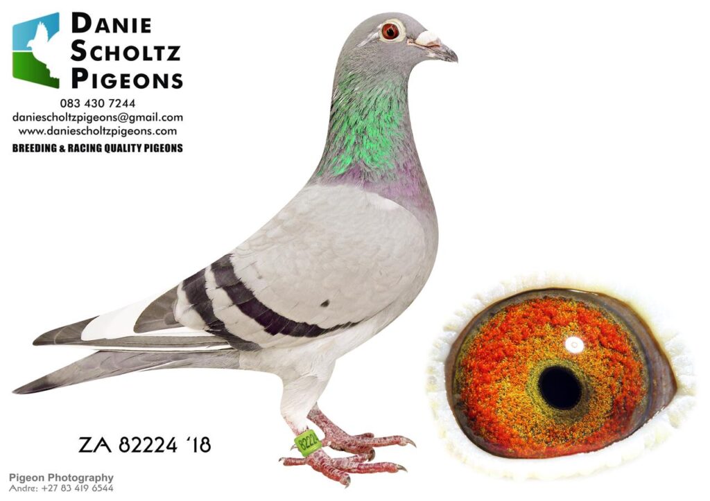 LOT 16 DANIE SCHOLTZ / JACO FAUL – ZA 18 GPU 82224 -SIRE:ZA TRPF 08530 ’13, also sire to ZA HPT ...