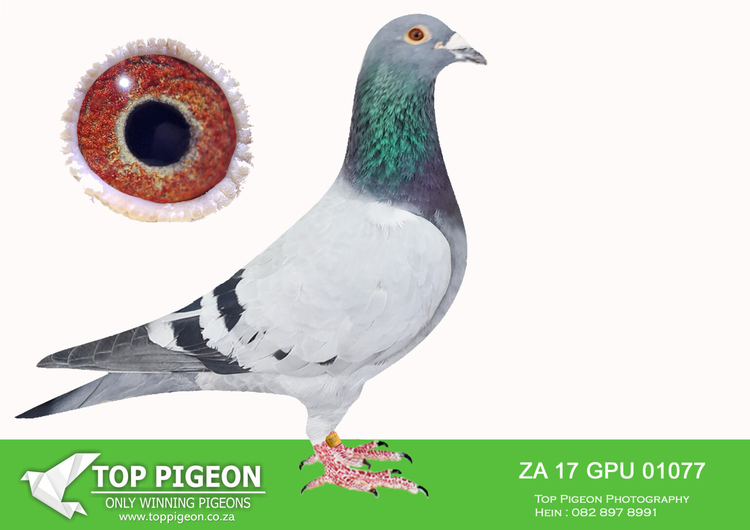 LOT 13 EXTRAVAGANZA AUCTION – ZA 17 GPU 01077 – . nr 1 Kaasboer Cock vir Johan Hamilton babies ...
