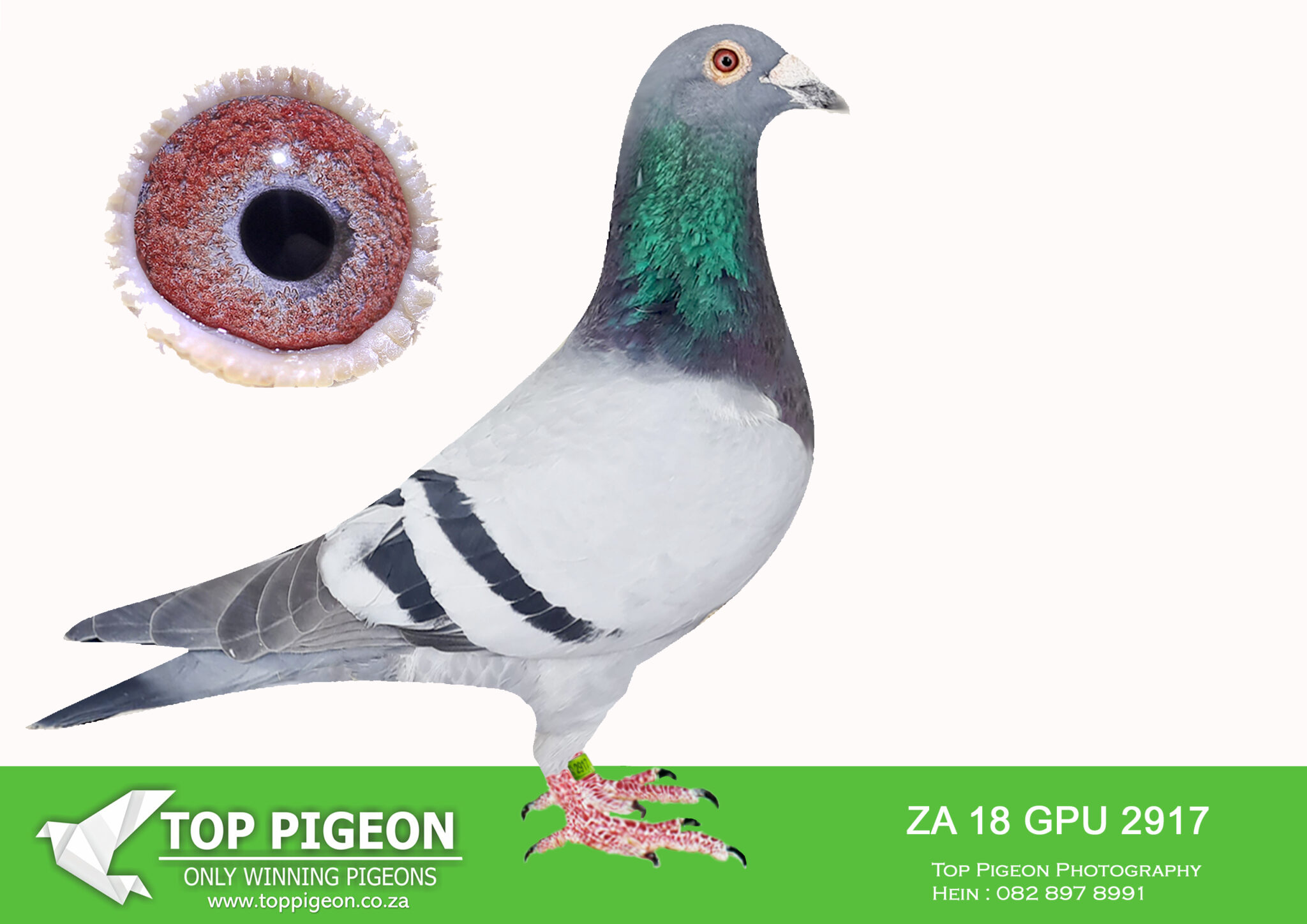 .LOT 8 EXTRAVAGANZA AUCTION – ZA 18 GPU 2917 810 Chipo Kaasboer Cheese ...