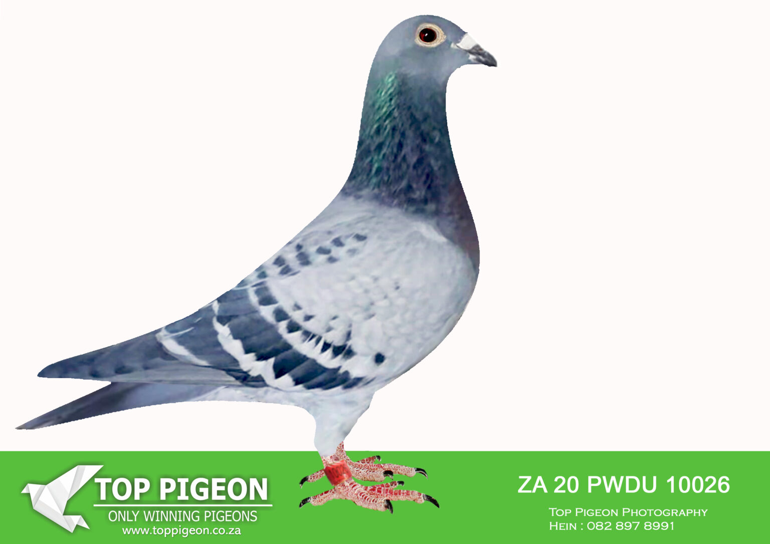 .LOT 5 WACKY WEDNESDAY – ZA 20 PWDU 10026 —-BRED BY DIE HUYSERS—- THIS HEN WAS BRED TO RACE IN ...